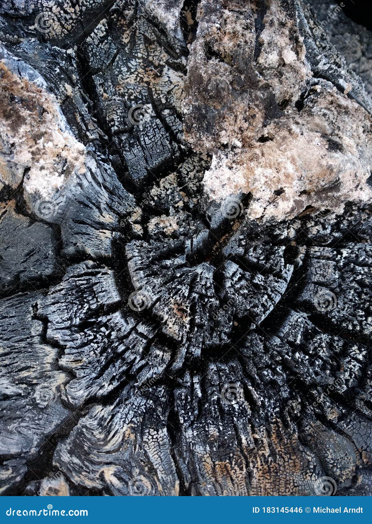 Burned Tree Stump stock photo. Image of nature, frost - 183145446