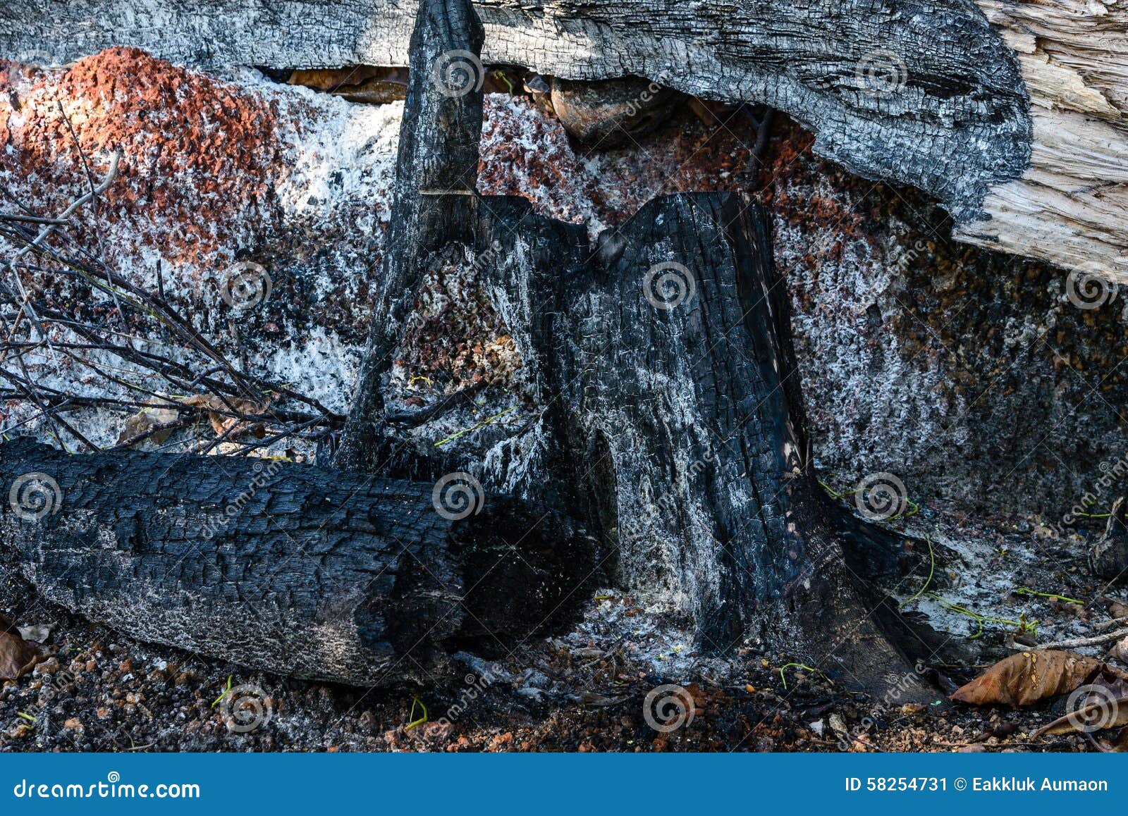 Burned tree stump stock image. Image of camp, mature - 58254731