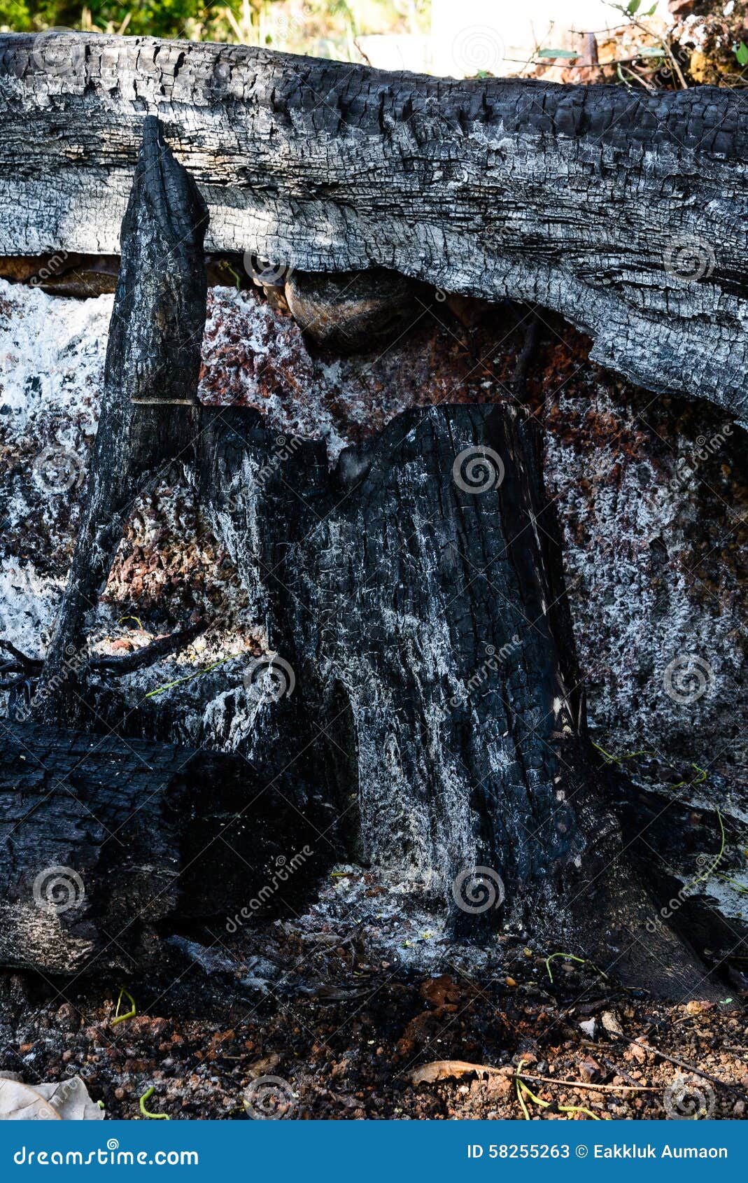 Burned tree stump stock image. Image of grow, wood, mature - 58255263