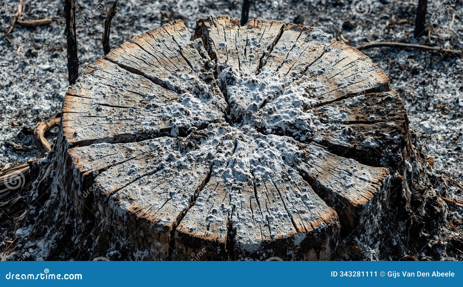 Burned Tree Rings Texture Stock Photo | CartoonDealer.com #327145728