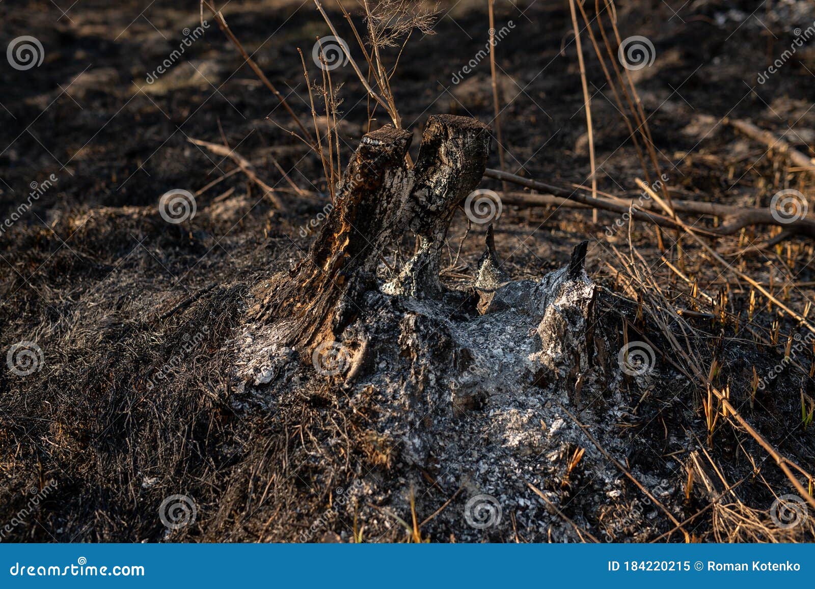 Burned Tree Stump after a Wildfire in Forest Stock Image - Image of ...