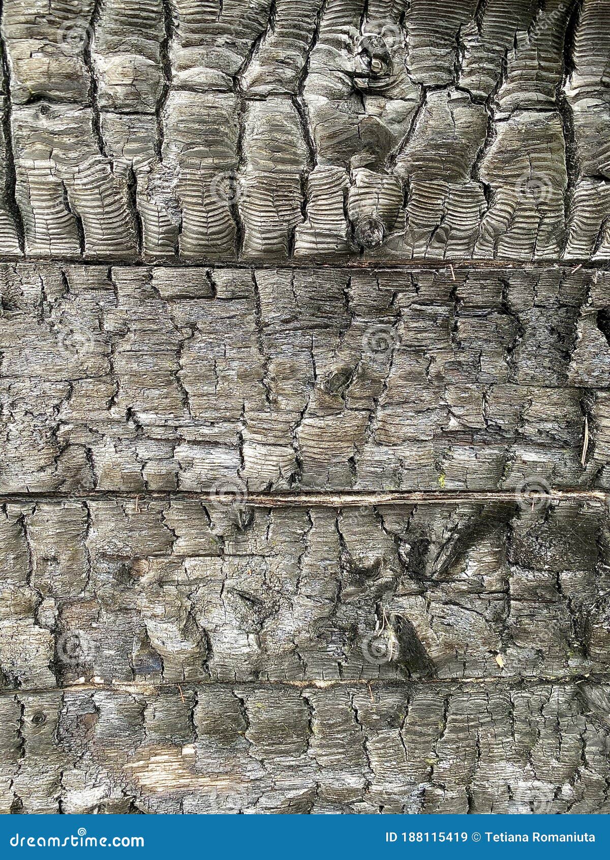 Burned tree texture stock image. Image of damage, background - 188115419