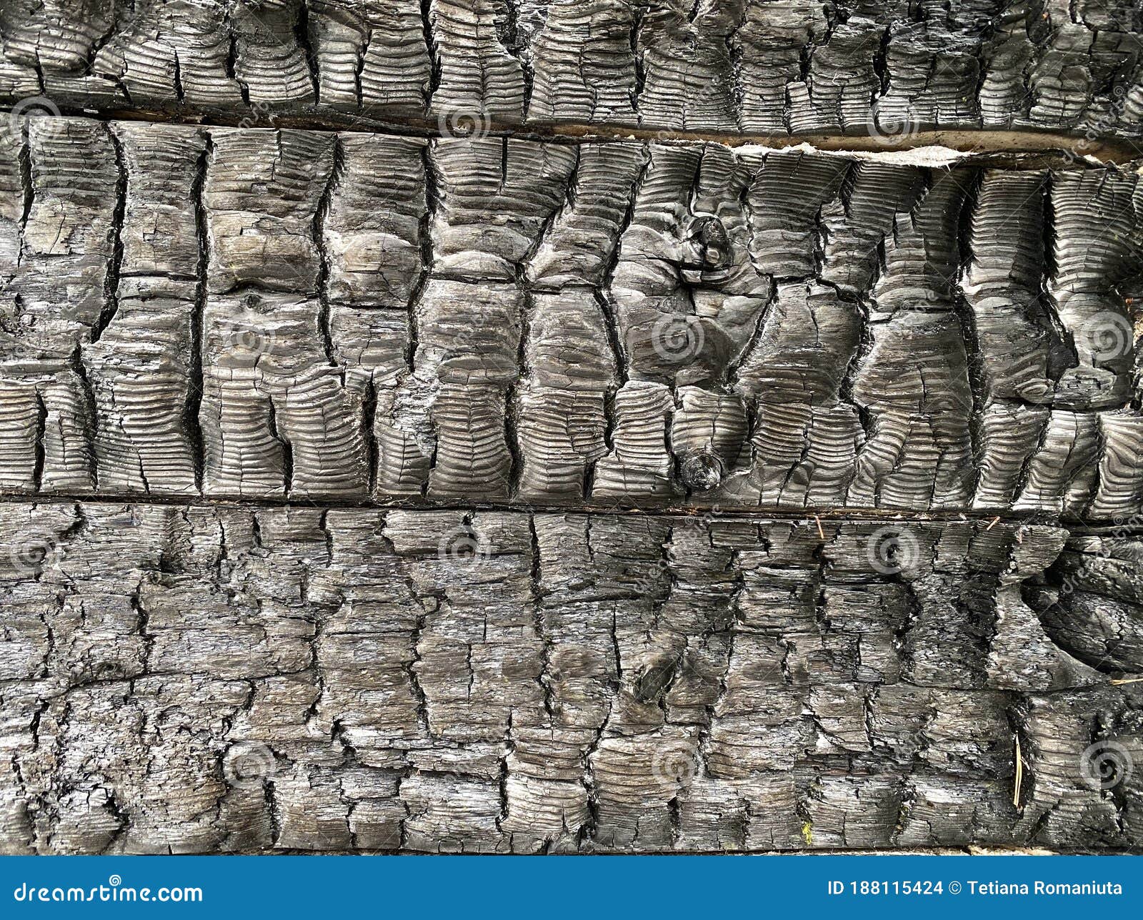 Burned tree texture stock photo. Image of tree, coal - 188115424