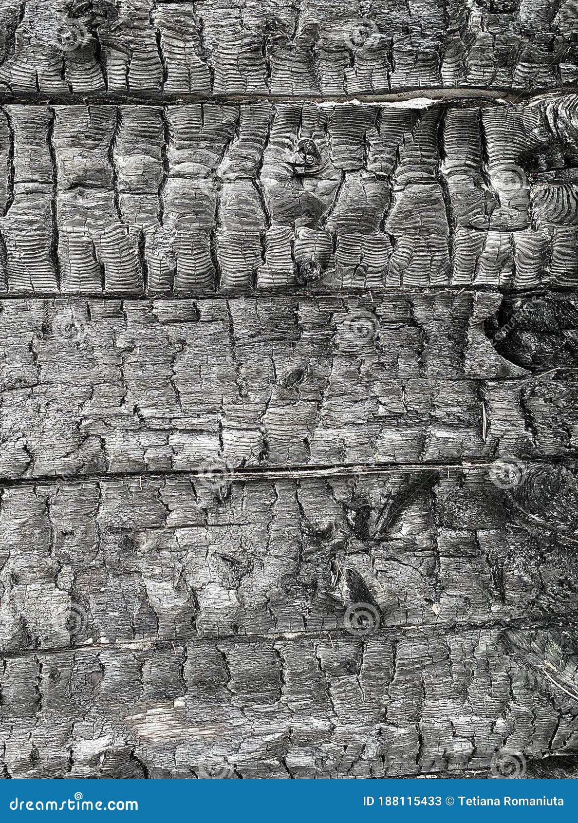Burned tree texture stock image. Image of texture, coal - 188115433