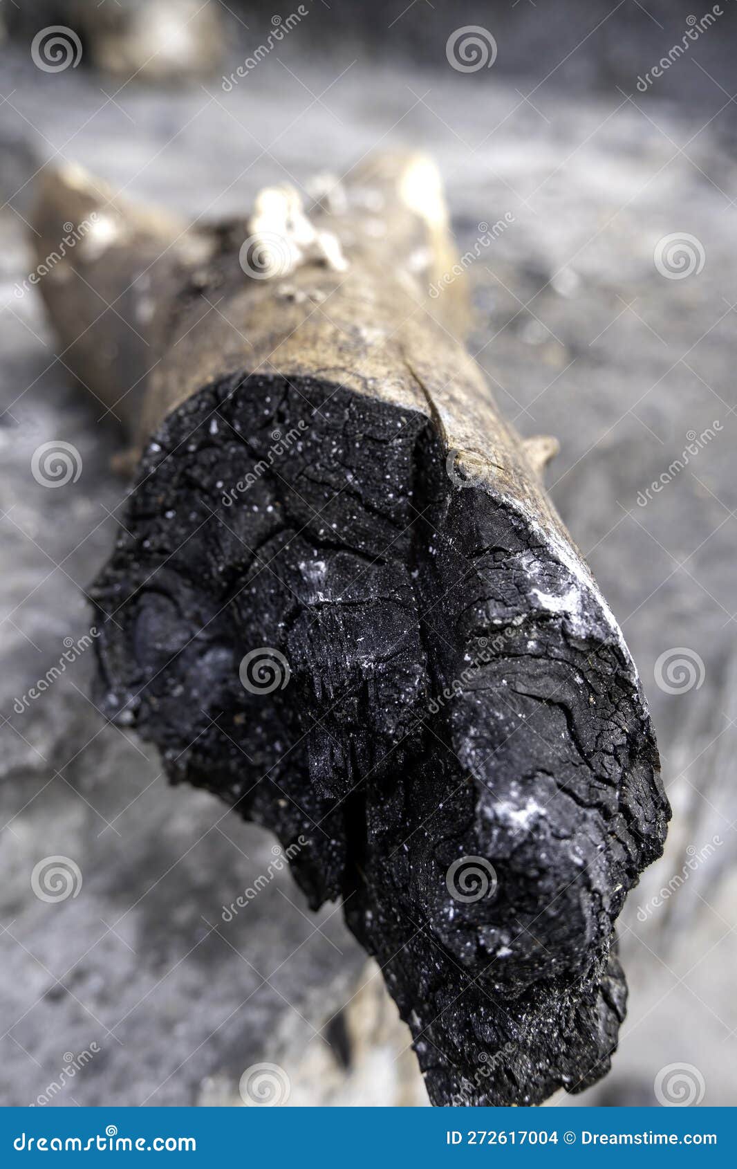 Burned tree trunk stock photo. Image of surface, trunk - 272617004