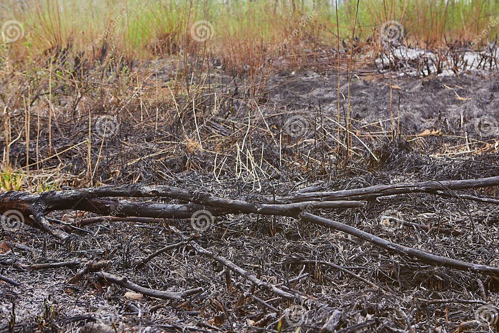 A Burned Tree Trunk is Lying on the Ground. Suburban Forest Fire ...