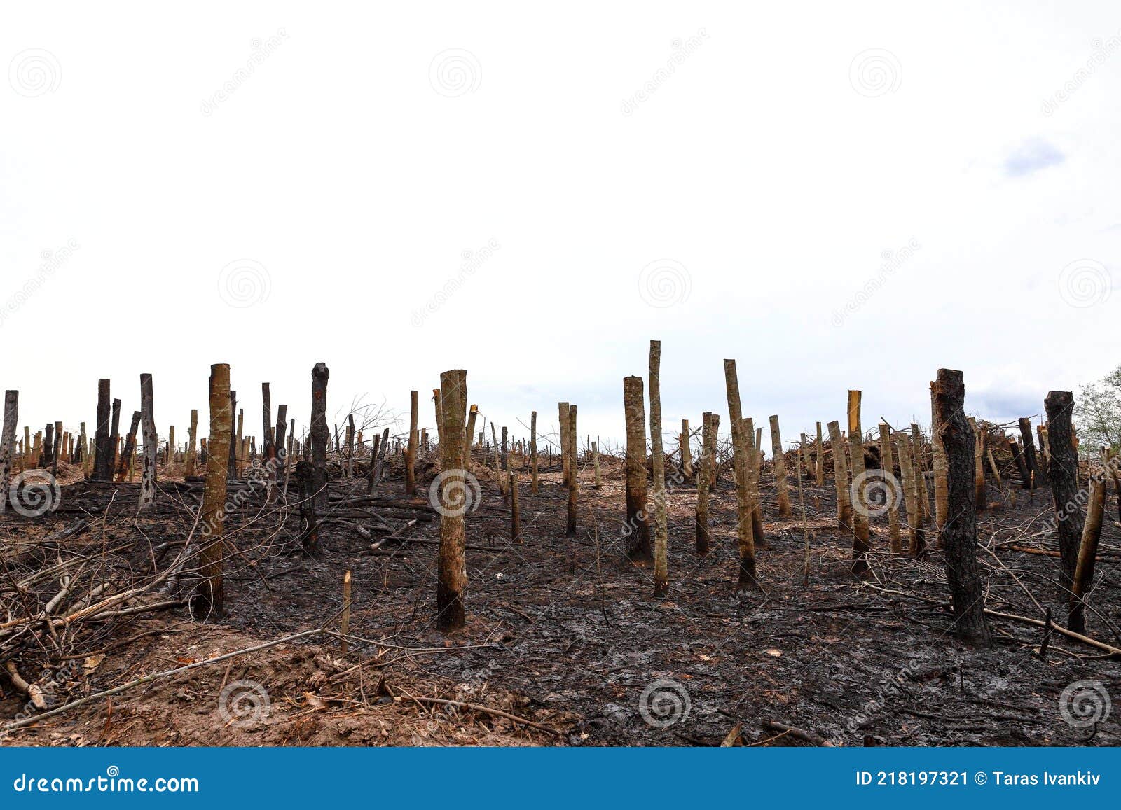 Burned Tree Trunks Dry Dead Gray Tree Trunks with Branches after a Fire ...