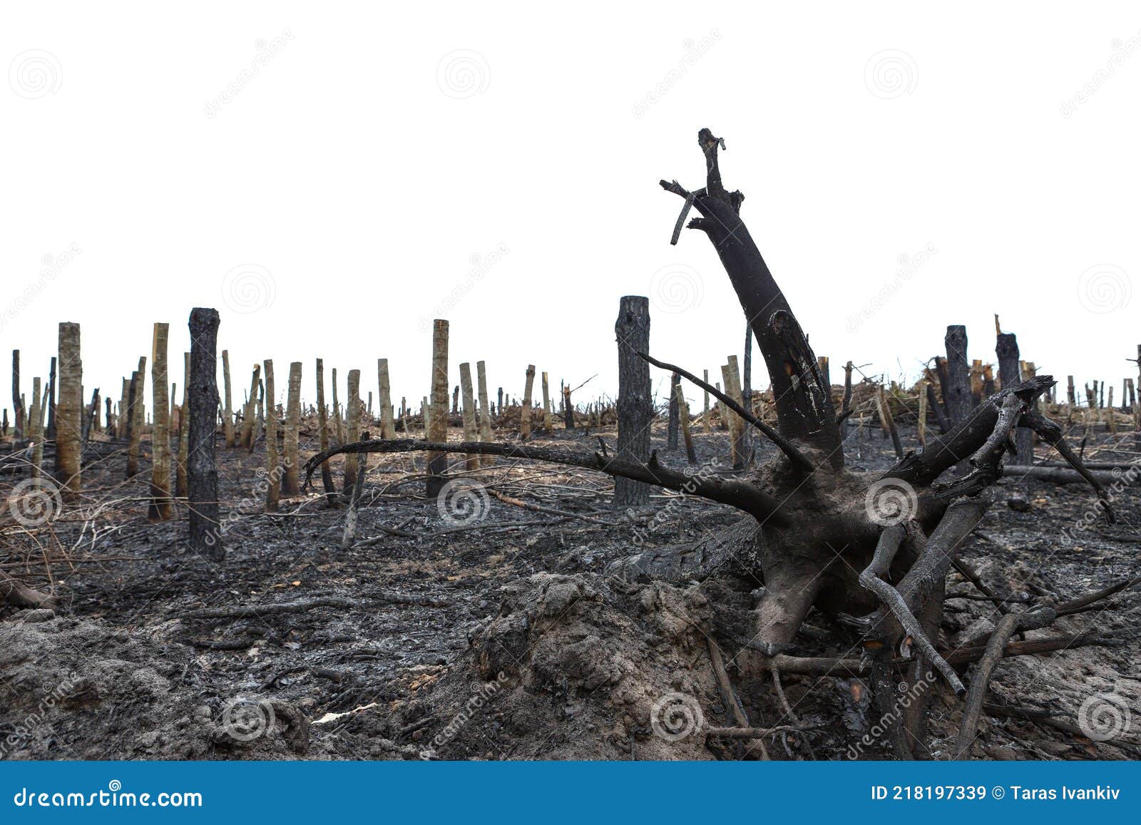 Burned Tree Trunks Dry Dead Gray Tree Trunks with Branches after a Fire ...