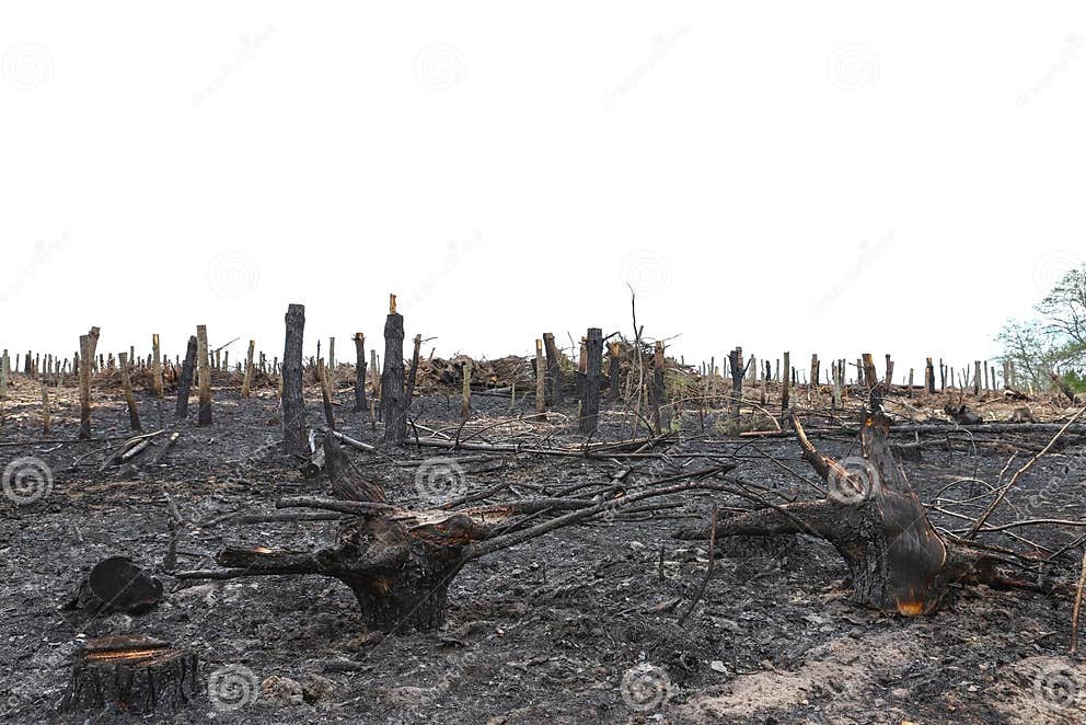 Burned Tree Trunks Dry Dead Gray Tree Trunks with Branches after a Fire ...