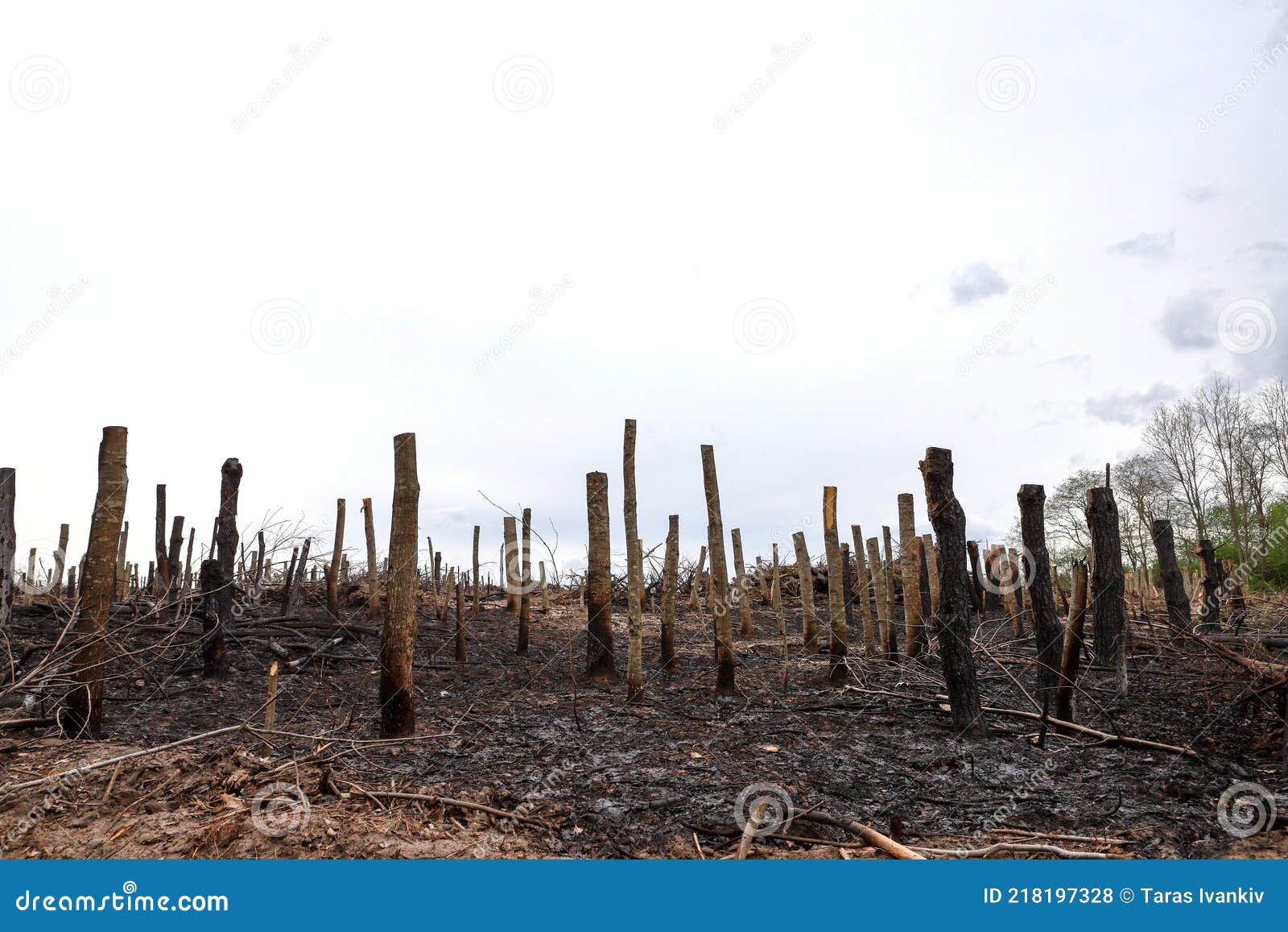 Burned Tree Trunks Dry Dead Gray Tree Trunks with Branches after a Fire ...