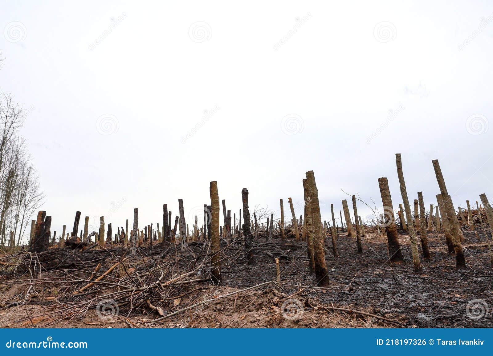 Burned Tree Trunks Dry Dead Gray Tree Trunks with Branches after a Fire ...
