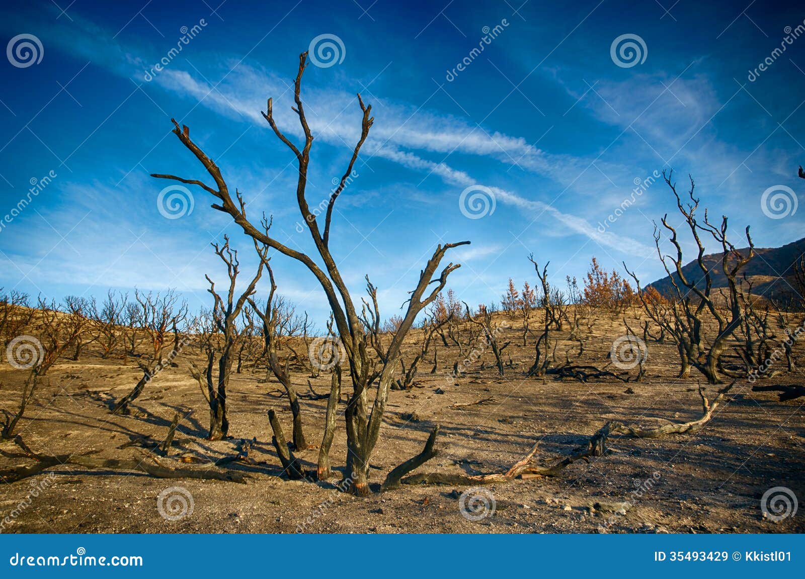 Burned Tree Trunks stock image. Image of damage, apocalypse - 35493429