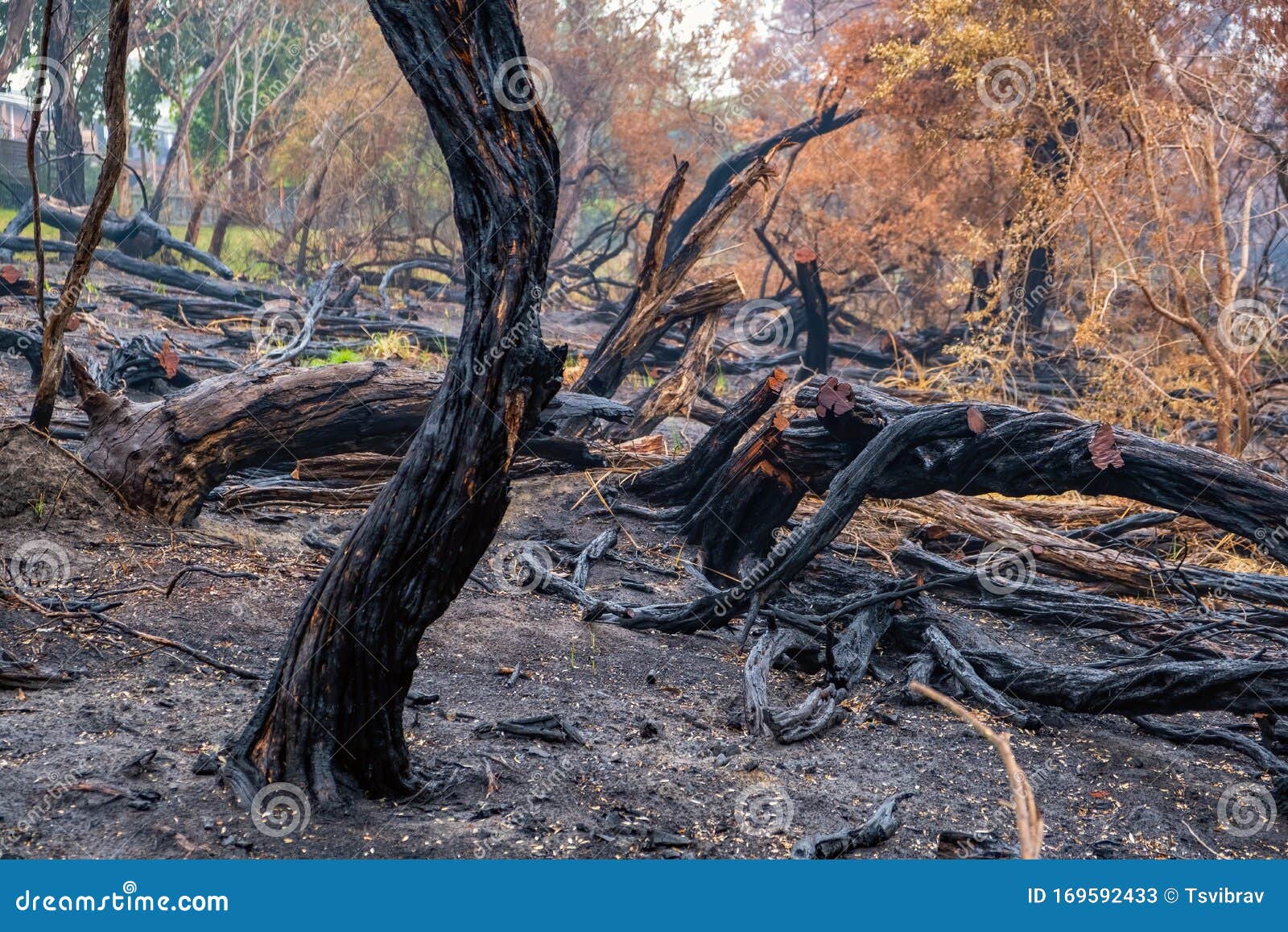 Burned Tree Trunks and Vegetation in Australia. Stock Image - Image of ...