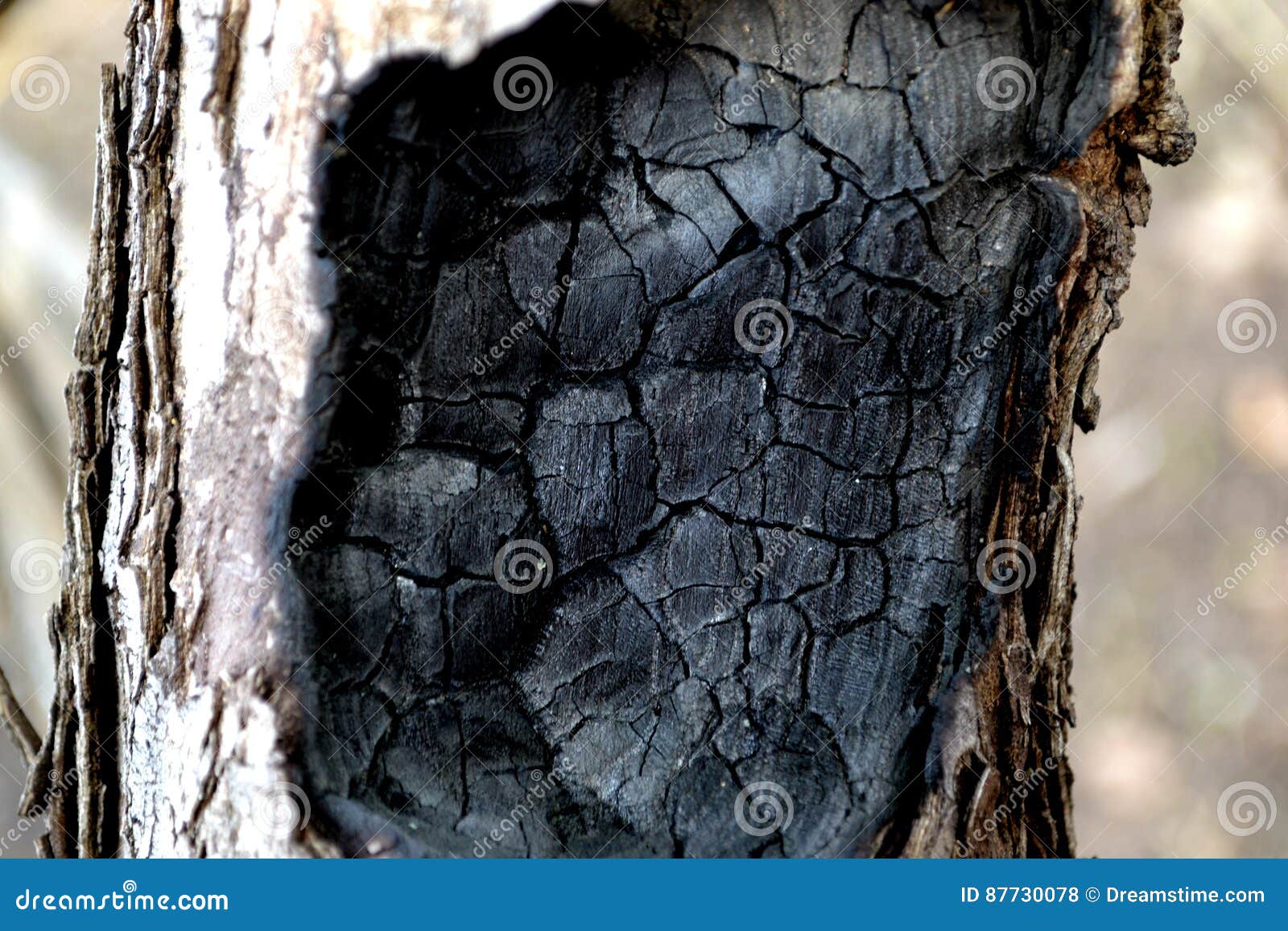 Burned tree stock photo. Image of detail, green, moss - 87730078