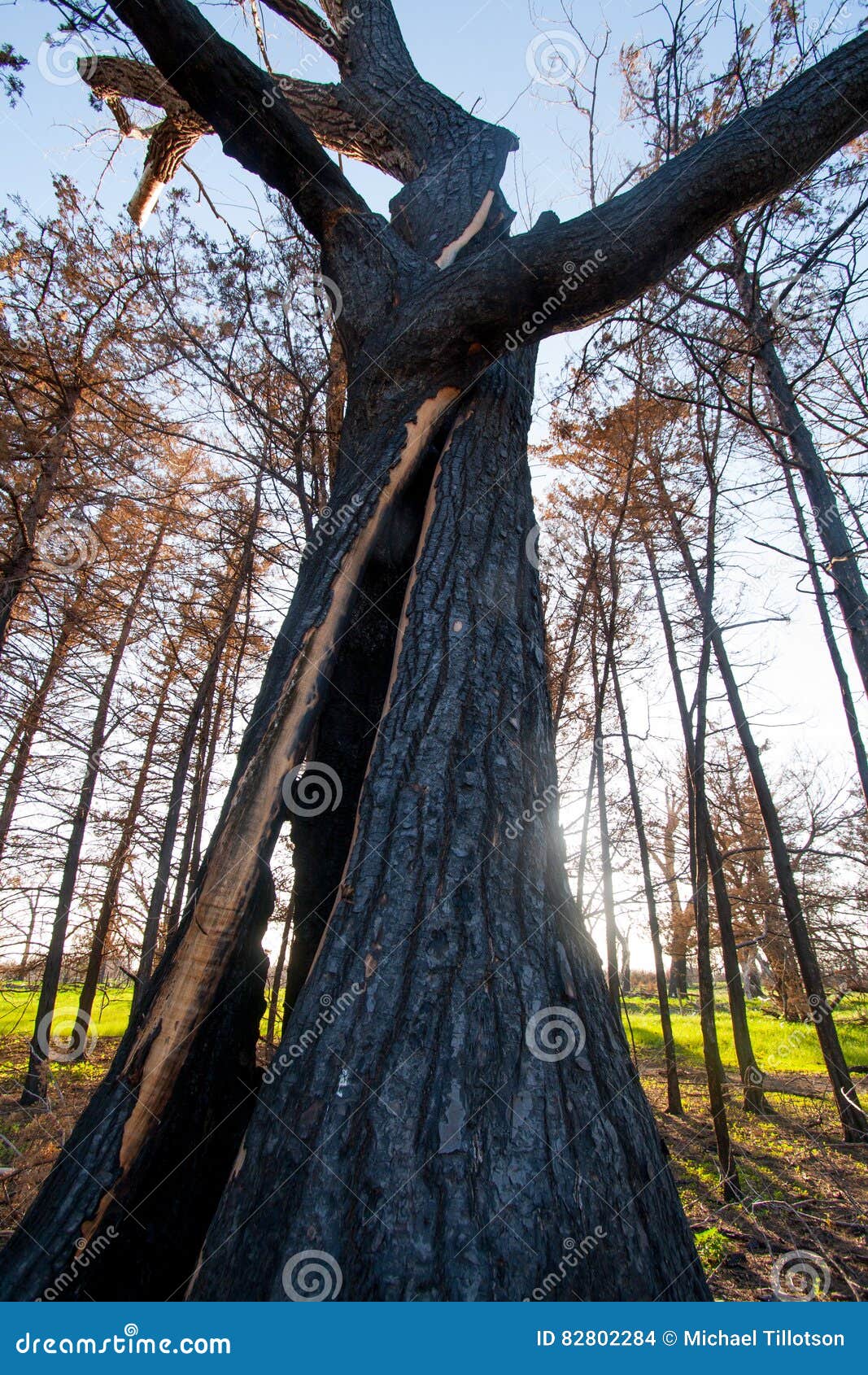 Burned Tree in the Woods stock photo. Image of fire, green - 82802284