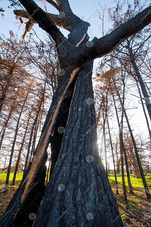 Burned Tree in the Woods stock photo. Image of fire, green - 82802284