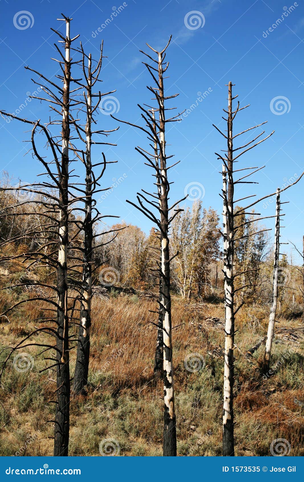 Burned Trees stock image. Image of park, forest, growth - 1573535