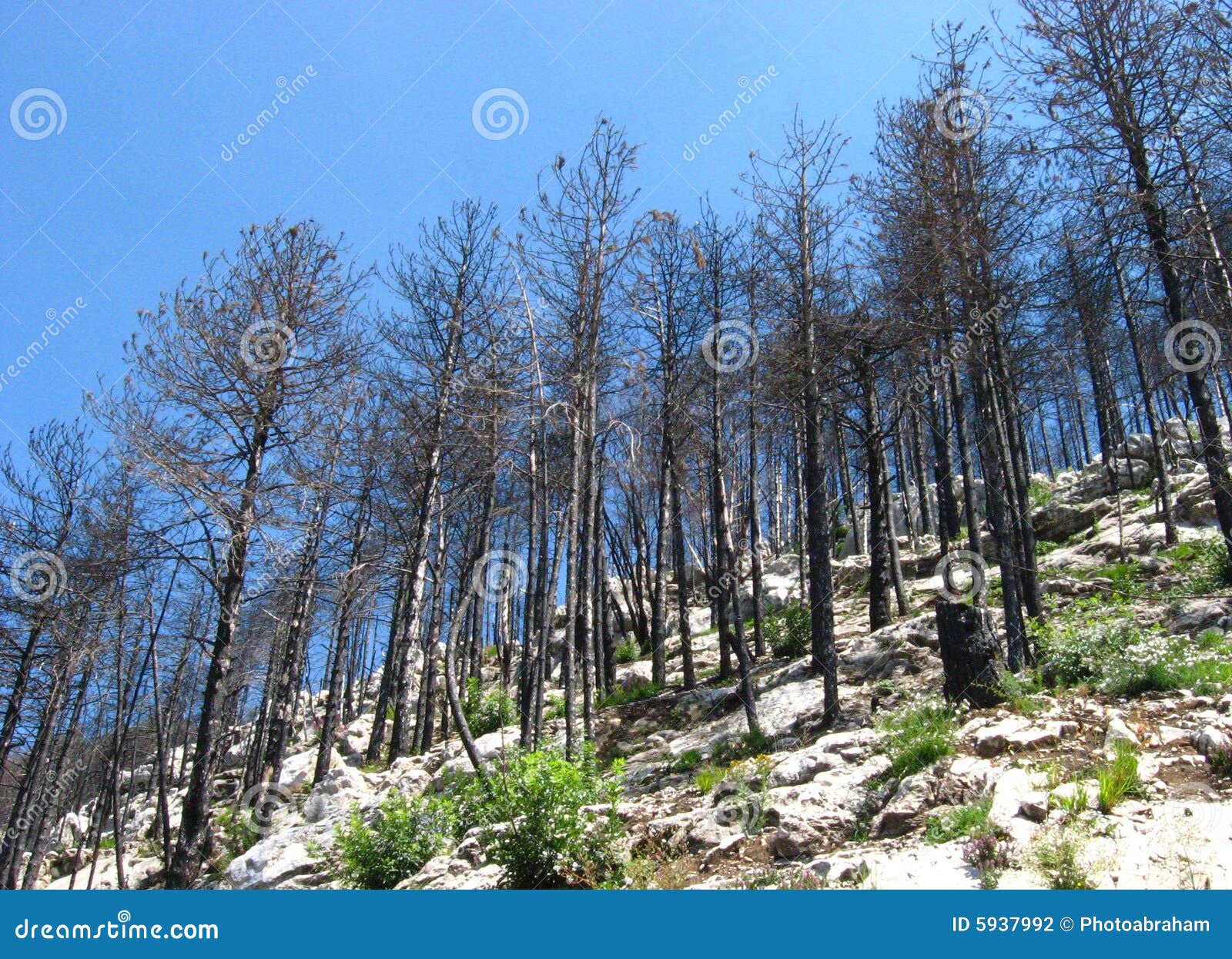 Burned trees stock photo. Image of cinder, burn, plant - 5937992