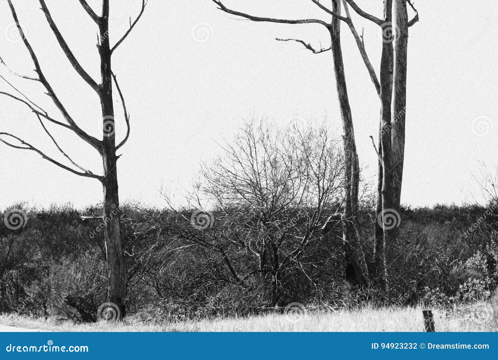 Burned Trees Black and White Stock Photo - Image of close, bush: 94923232