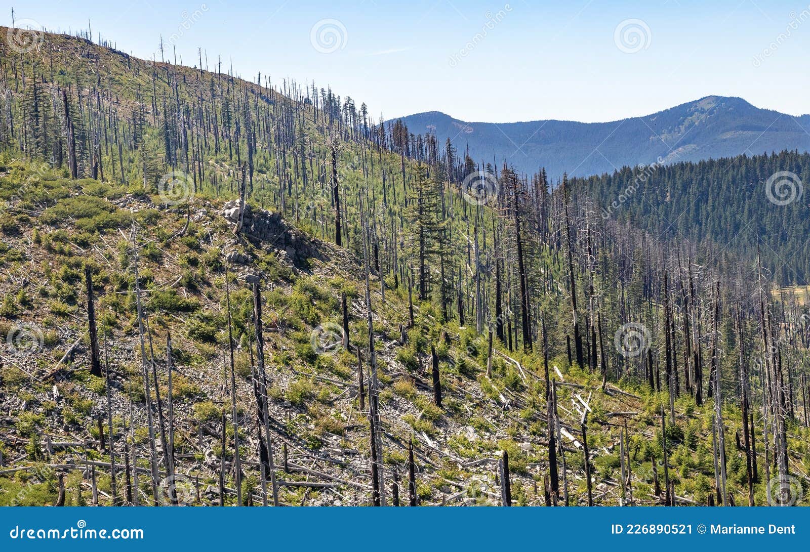 Burned Trees on Eastern Oregon Hillside Stock Image - Image of hillside ...