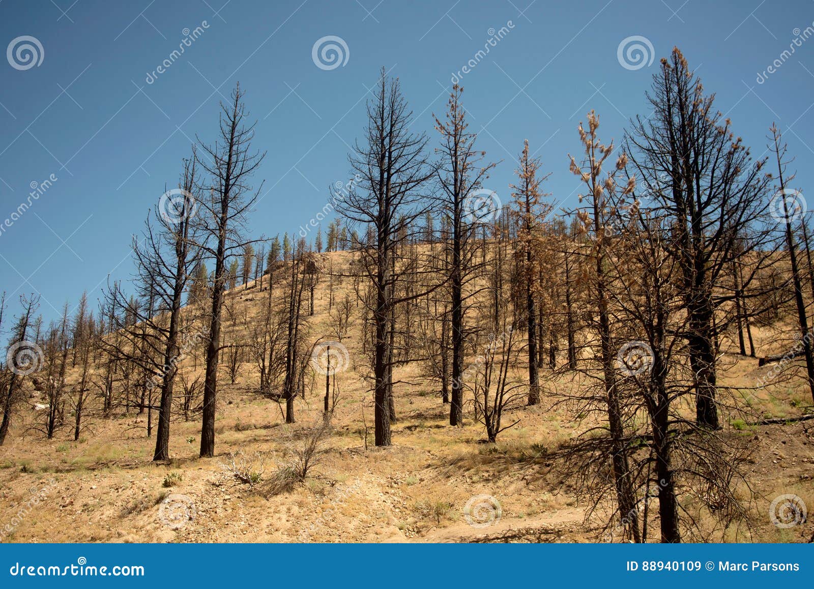 Burned Trees stock image. Image of charred, trees, woods - 88940109