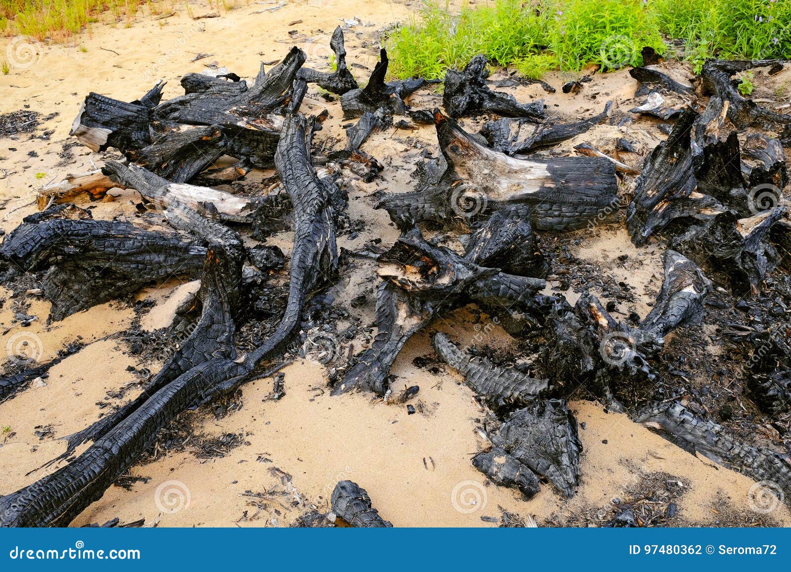 Burned trees in the field stock photo. Image of clouds - 97480362