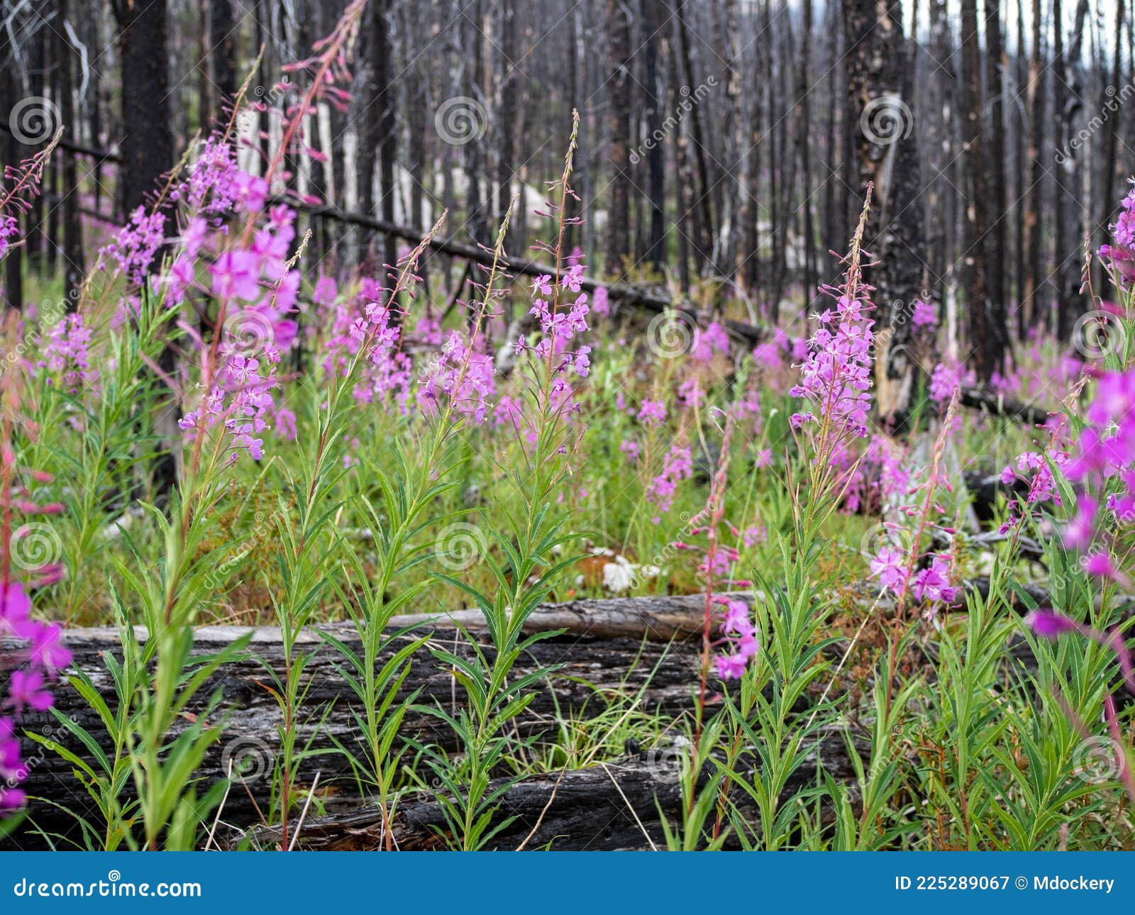 Burned trees and fireweed stock image. Image of trees - 225289067