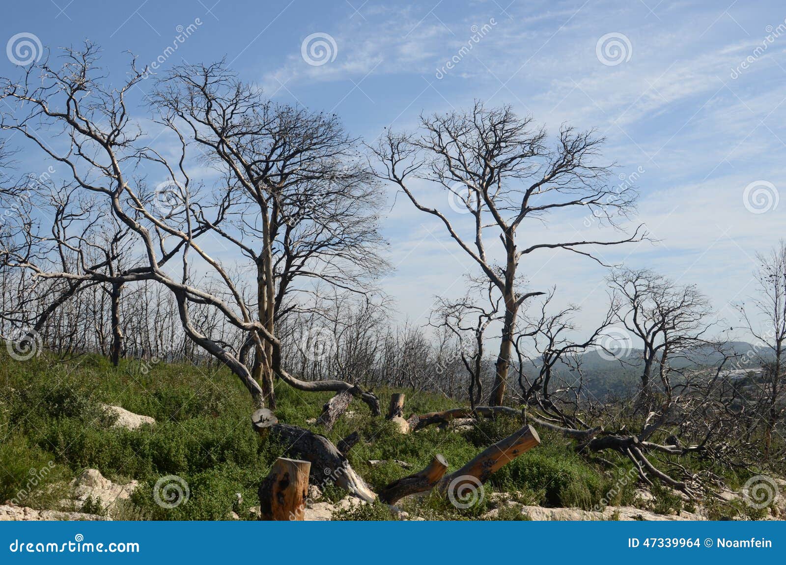 Burned trees in the forest stock photo. Image of cleraed - 47339964