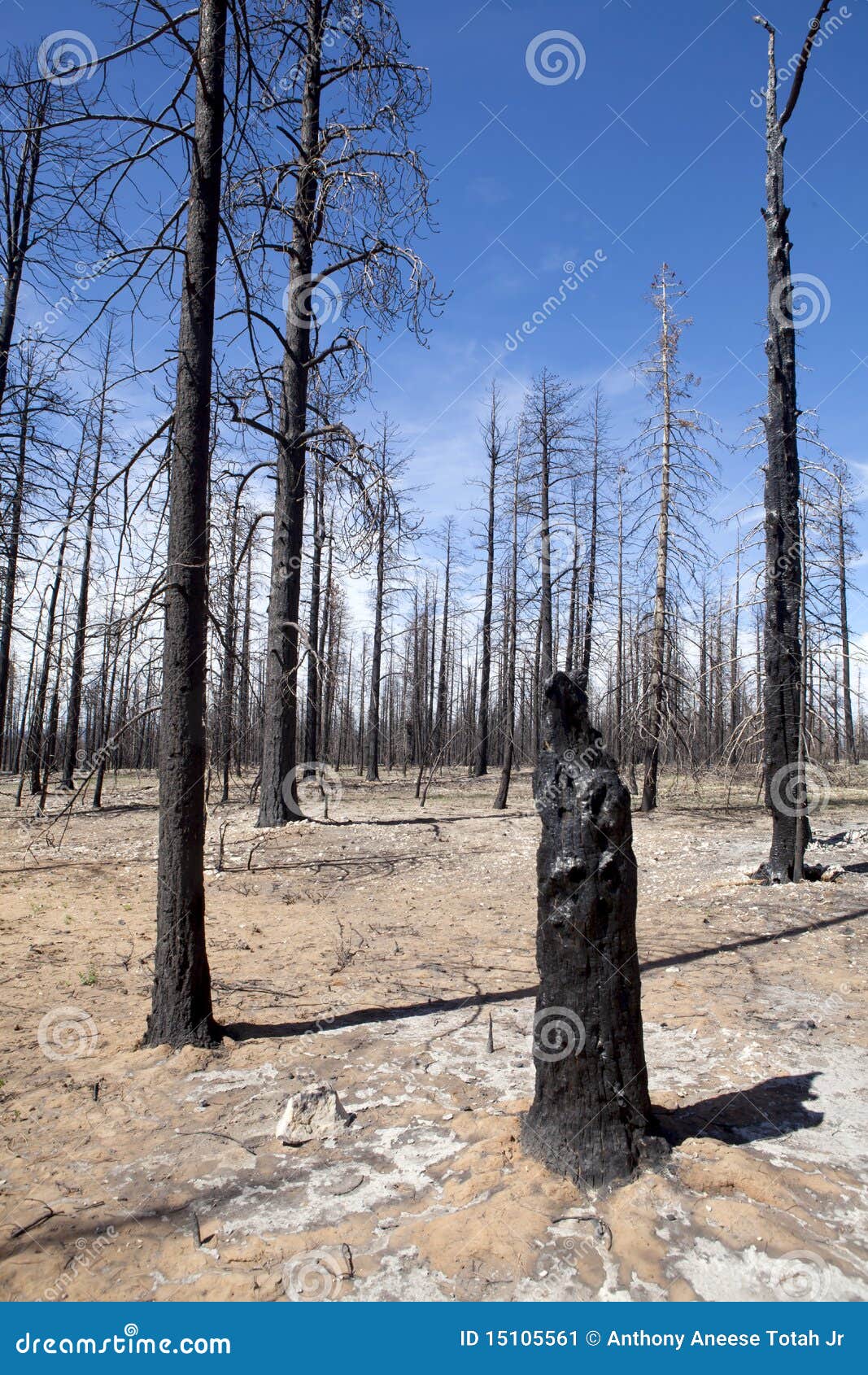 Burned Trees - Forest Fire stock image. Image of charred - 15105561