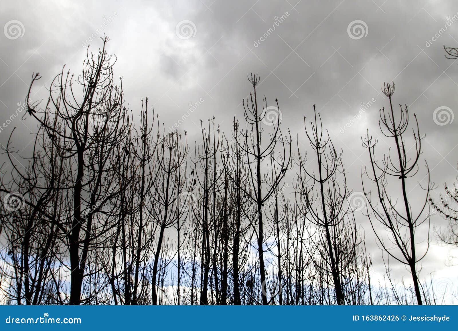 Burned Trees after a Forest Fire Stock Photo - Image of background ...