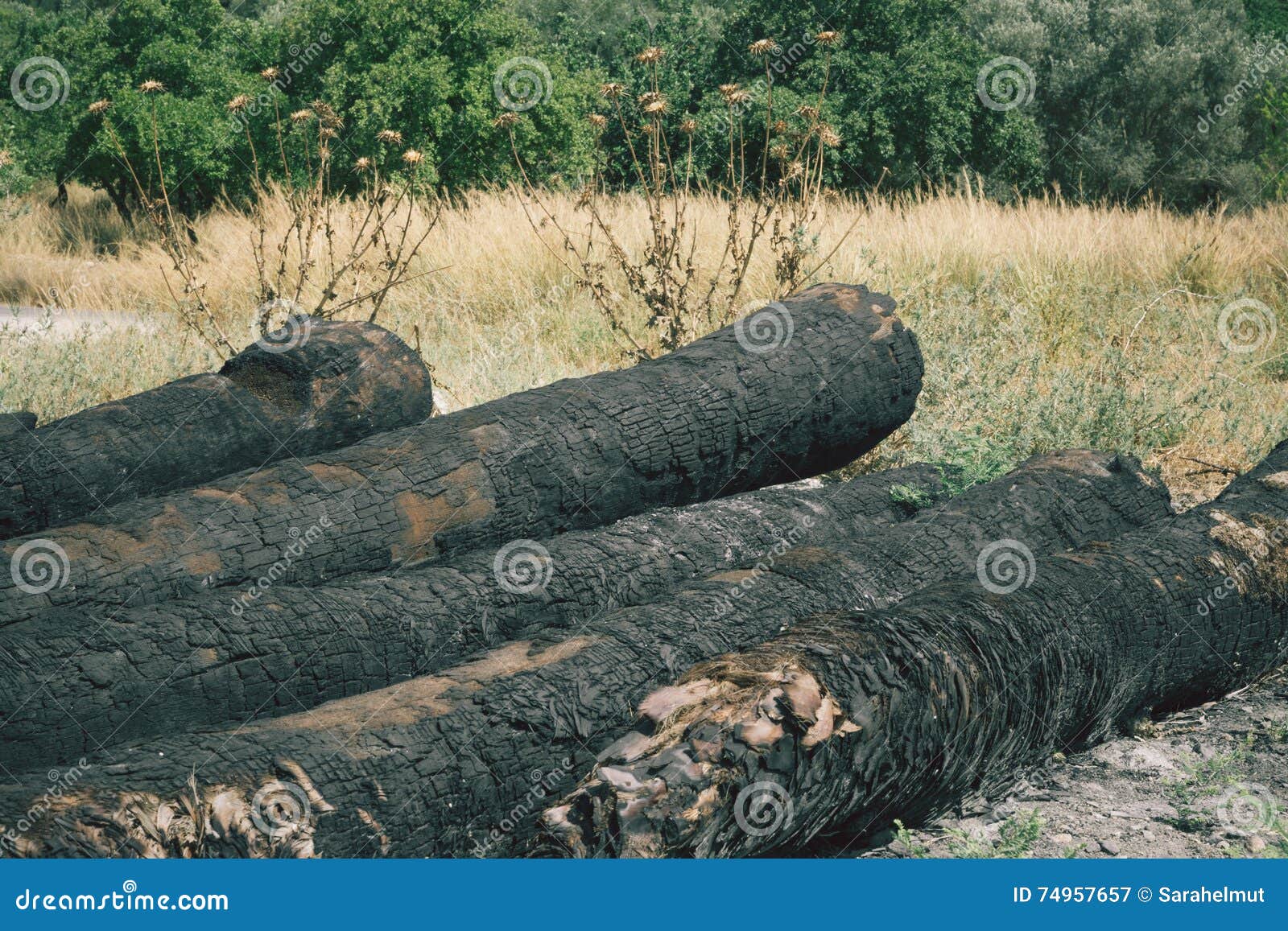 Burned Trees after Forest Fire Stock Image - Image of industry, ground ...