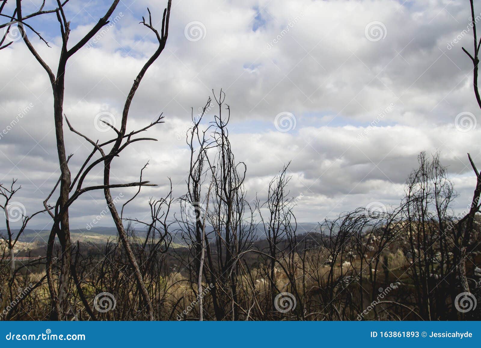 Landscape with Burned Trees Stock Image - Image of mediterranean ...