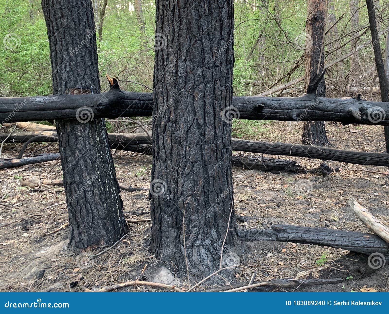Burned Trees in the Forest after a Fire. Traces of Fire on Trees in a ...