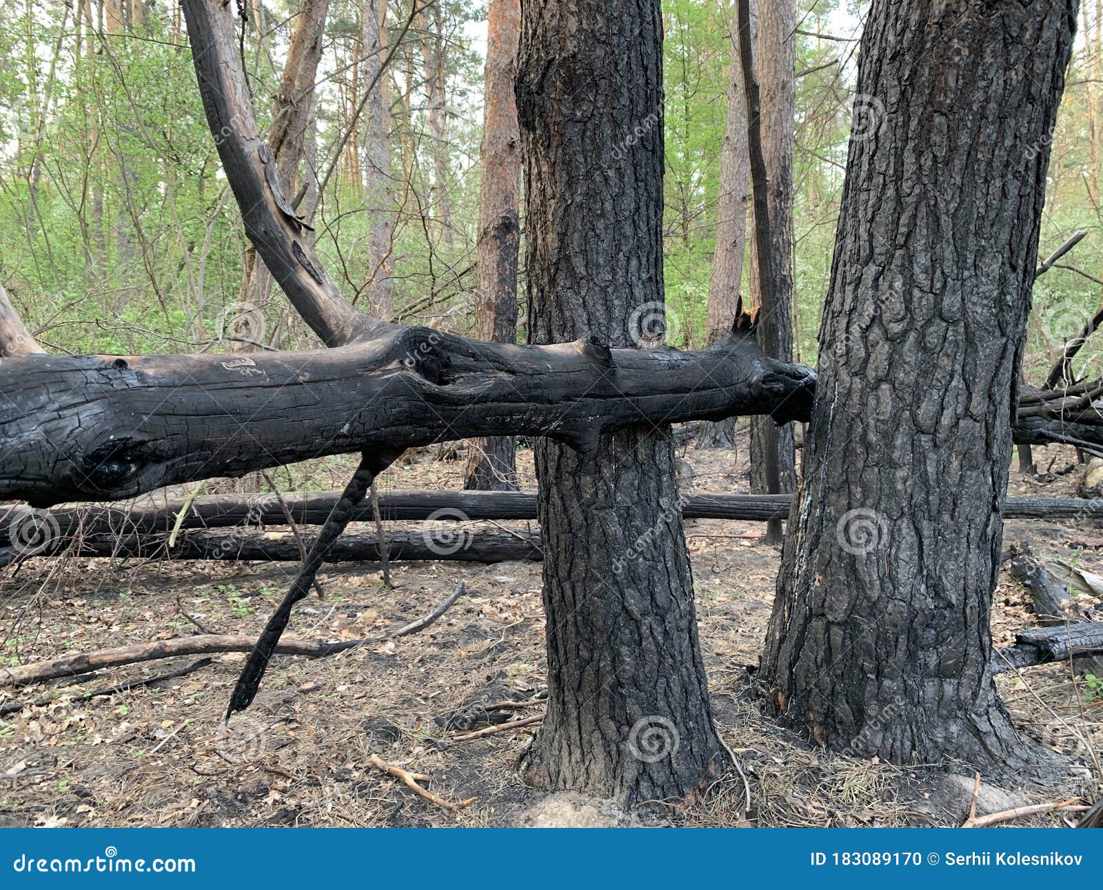Burned Trees in the Forest after a Fire. Traces of Fire on Trees in a ...