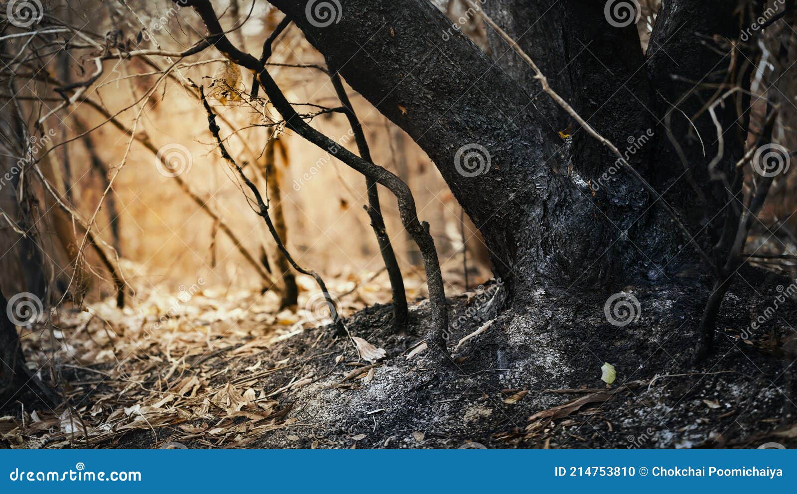 Burned Trees in the Forest after Wildfire with Dust and Ashes Stock ...
