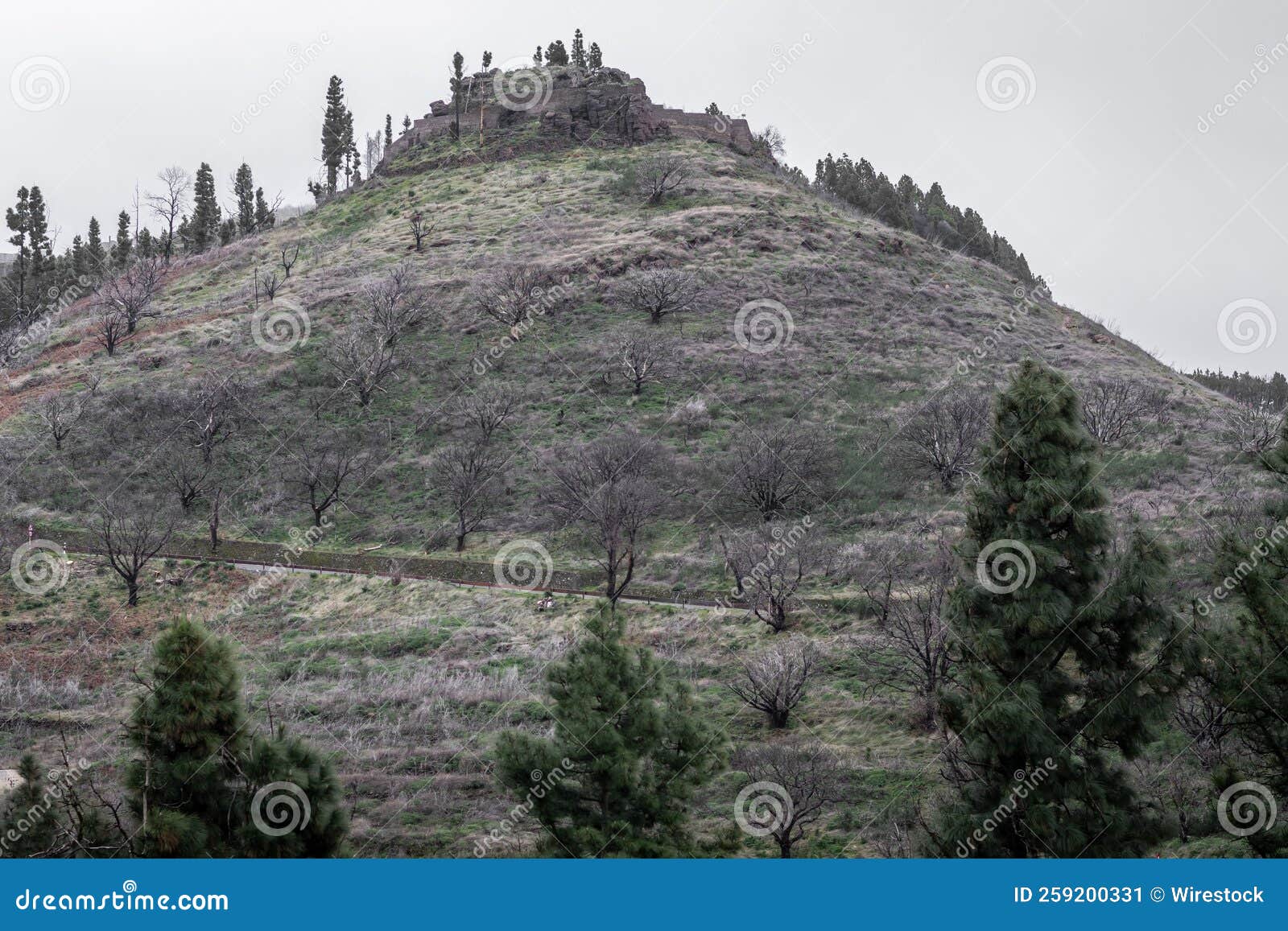 Burned Trees by the Mountain Stock Image - Image of national ...