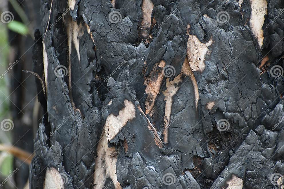Charred Tree Trunks Burnt from a Fire Stock Photo - Image of emission ...