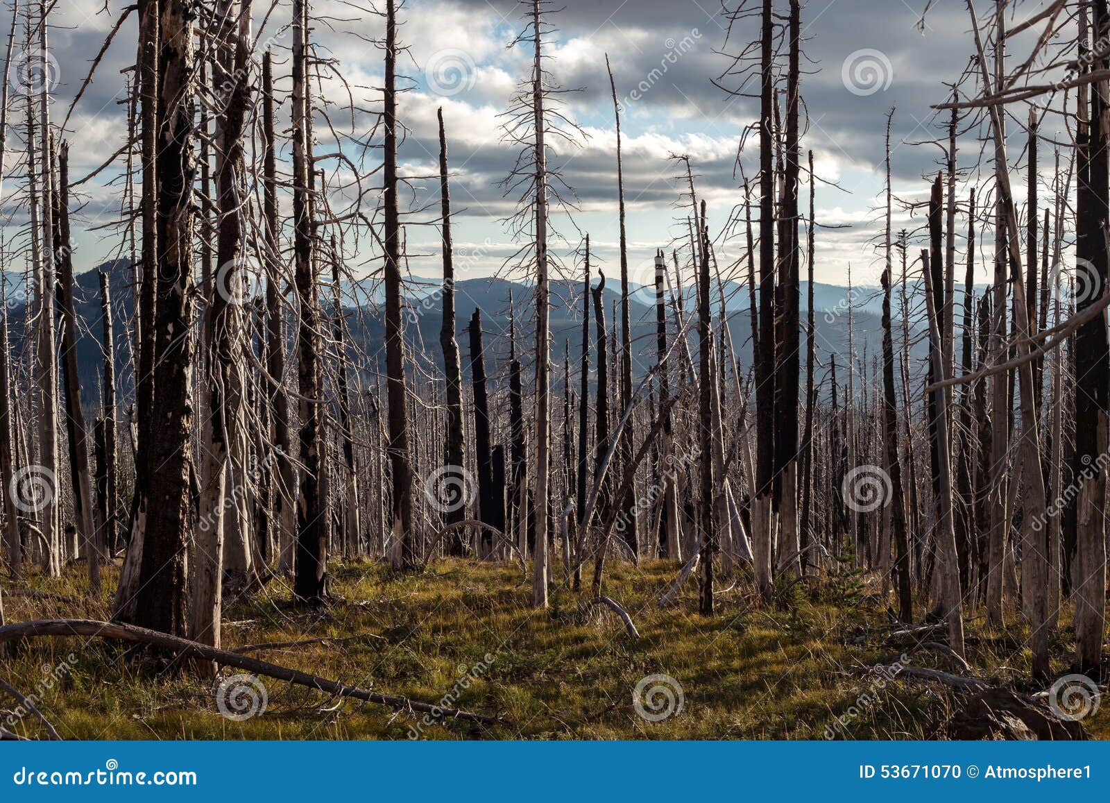Burned Trees after Wildfire during Sunset Stock Photo - Image of branch ...