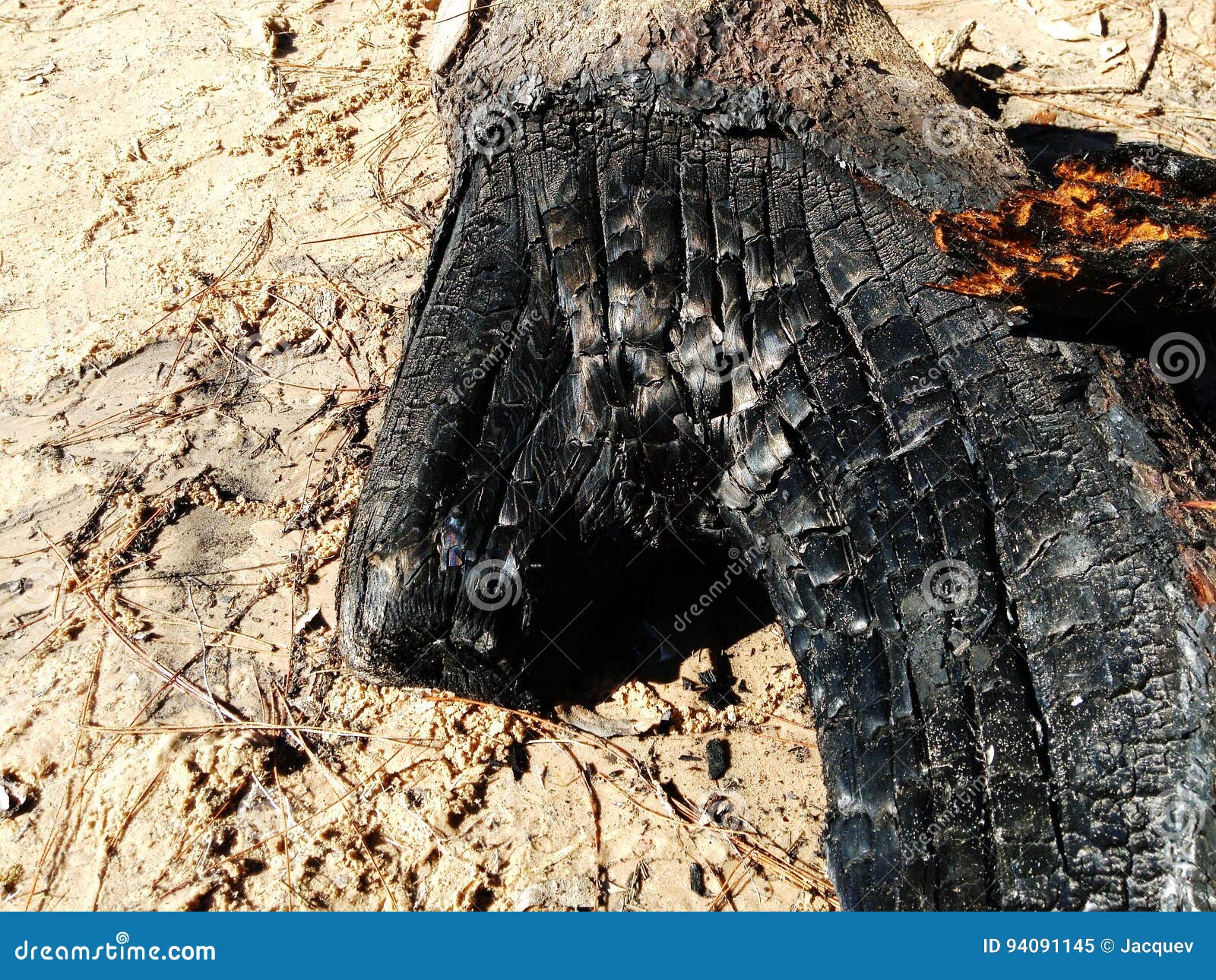 Burned Trunk - Tronco Quemado Stock Image - Image of burned, sand: 94091145