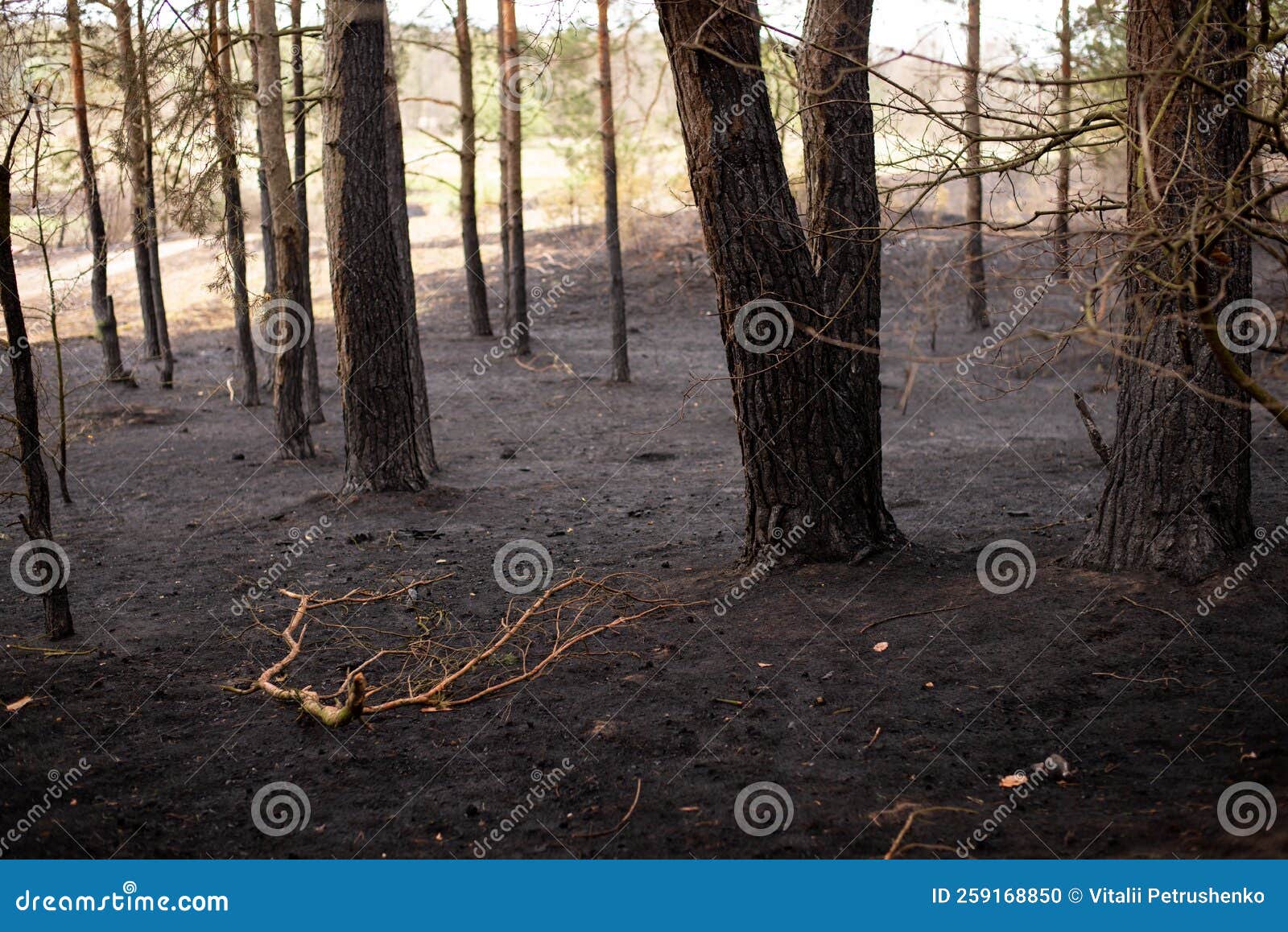 Burned Trunks of Pine Trees in the Woods, Coal and Ash on the Ground ...