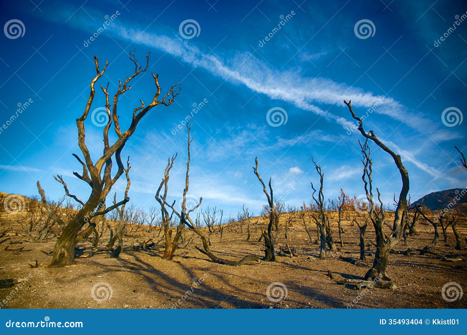 Burned Trunks of Trees stock photo. Image of emergency - 35493404