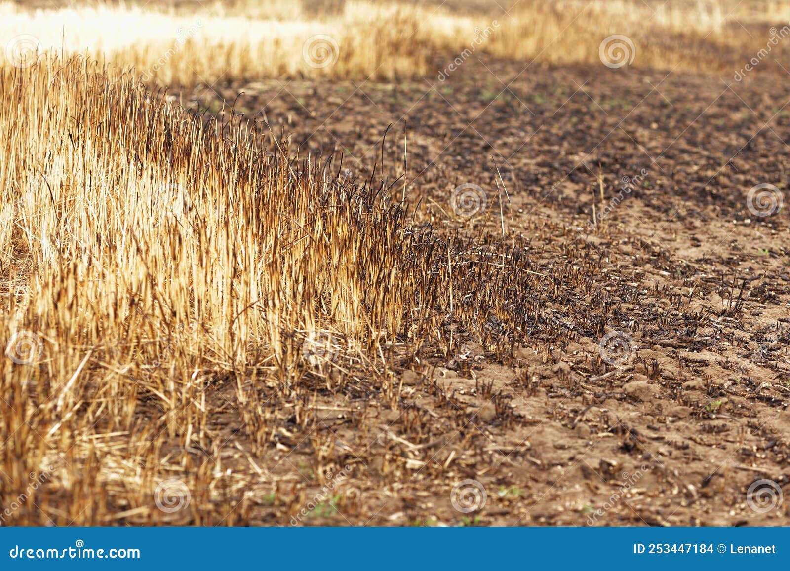 Burned Wheat Field stock photo. Image of aerial, plant - 253447184