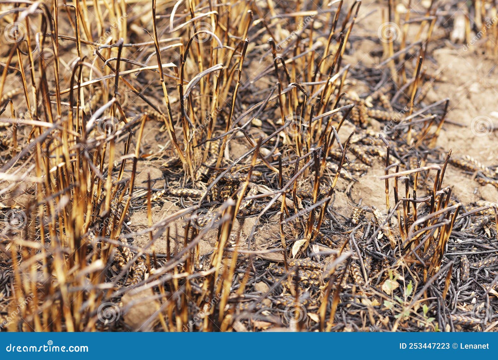Burned Wheat Field stock image. Image of agricultural - 253447223