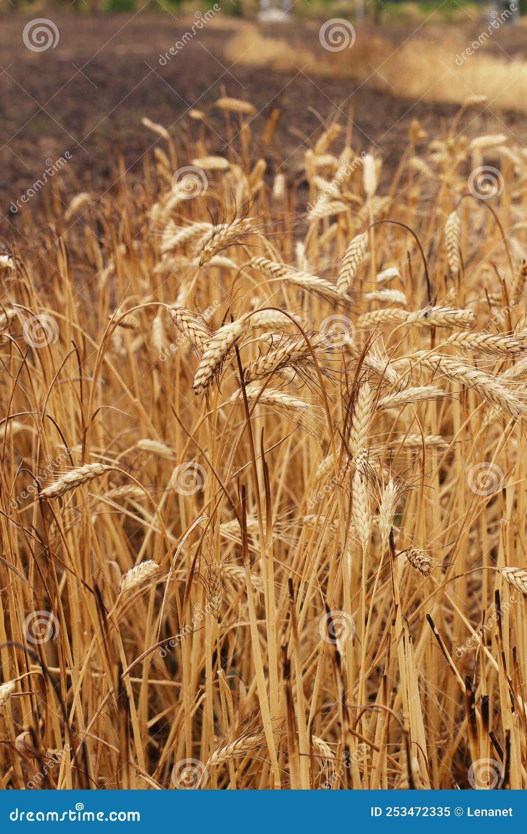 Burned Wheat Field stock image. Image of fighting, explosion - 253472335