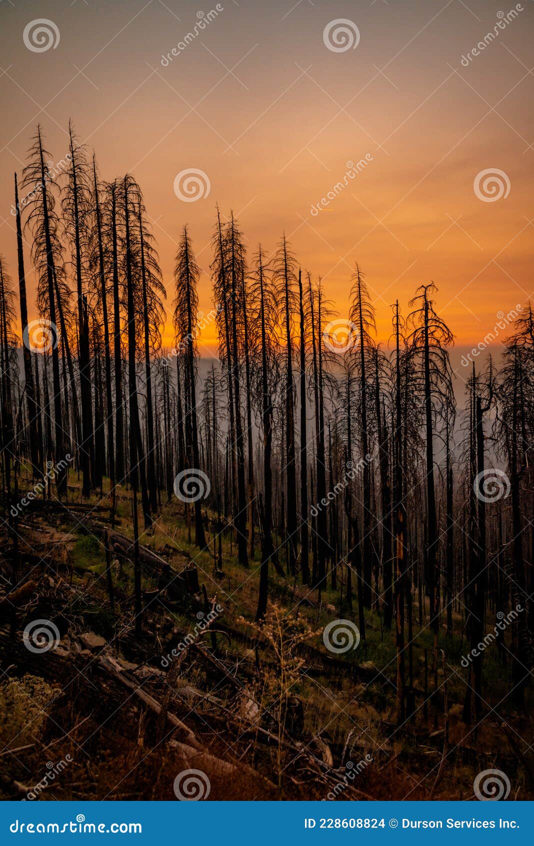 Burned Trees in California after Devastating Wildfire. Stock Photo ...