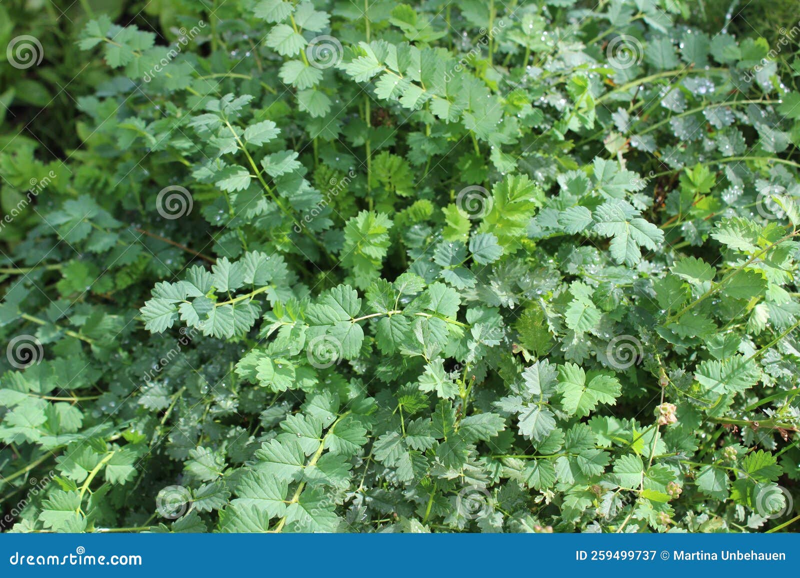 Burnet in the garden stock image. Image of herbs, garden - 259499737