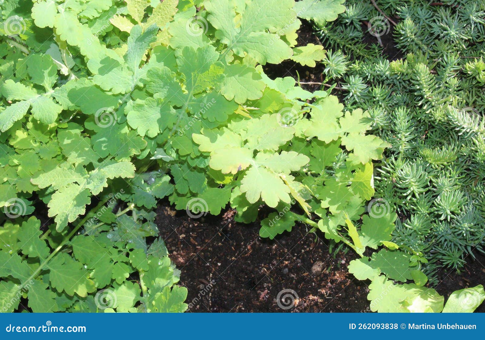 Burnet in the garden stock photo. Image of nature, minor - 262093838