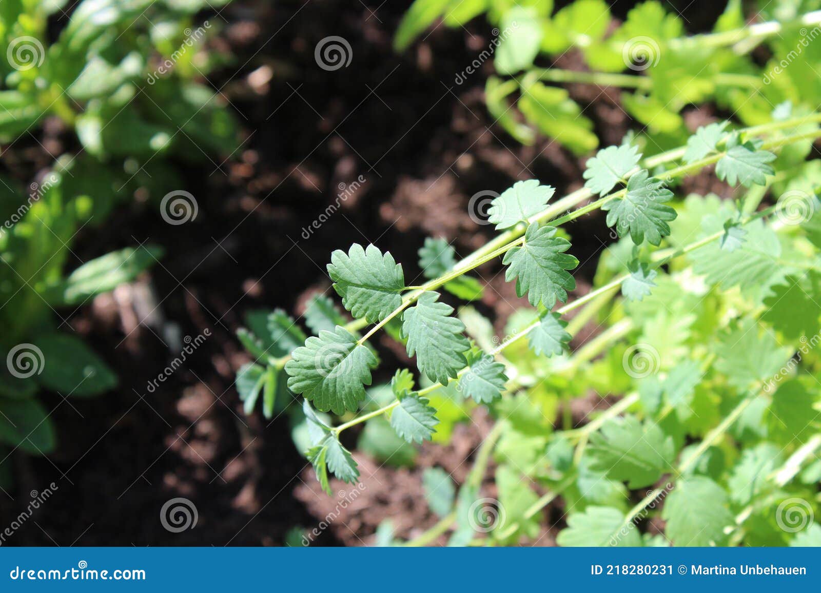 Burnet in the herb garden stock image. Image of burnet - 218280231