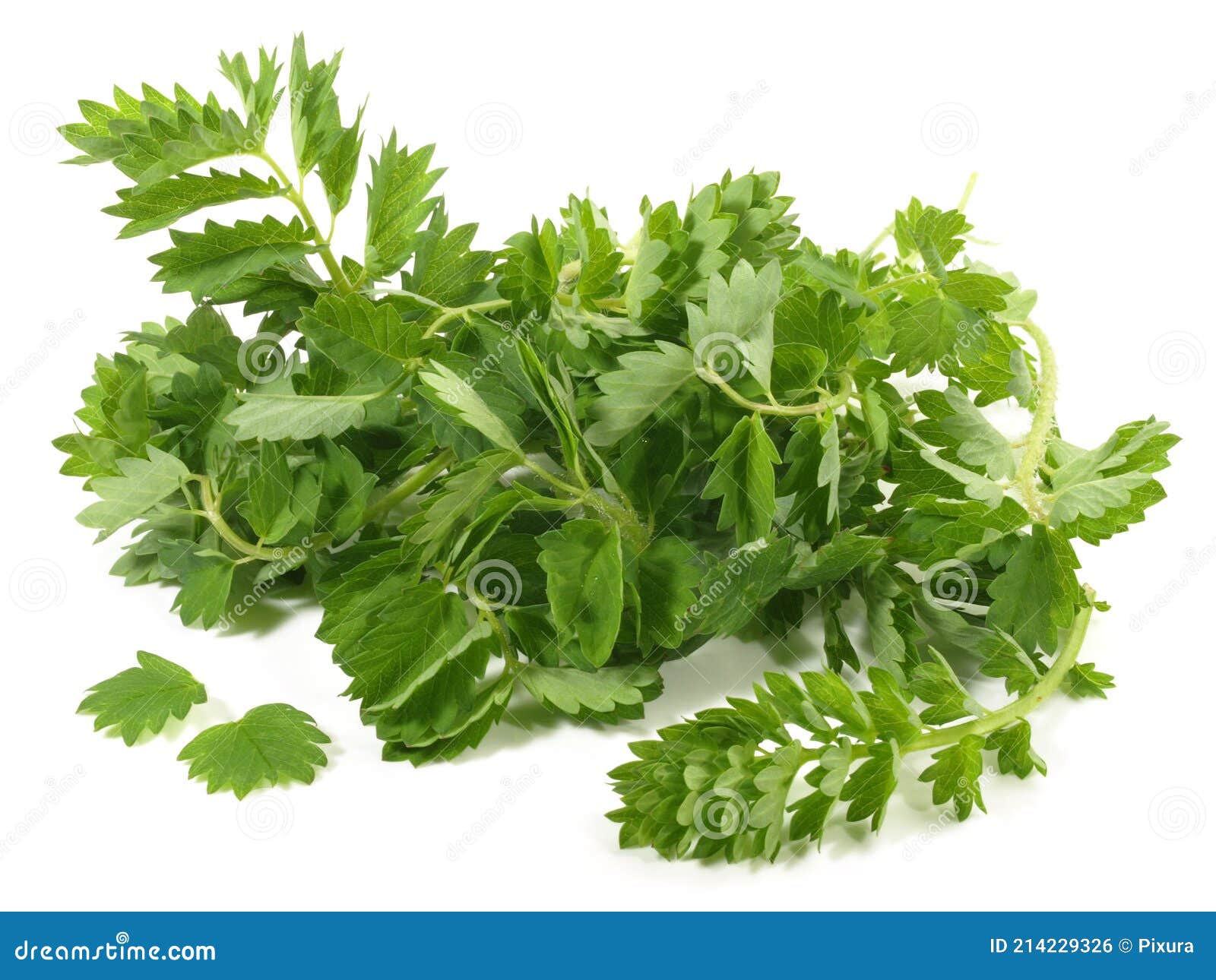 Burnet Herb on White Background - Isolated Stock Photo - Image of leaf ...