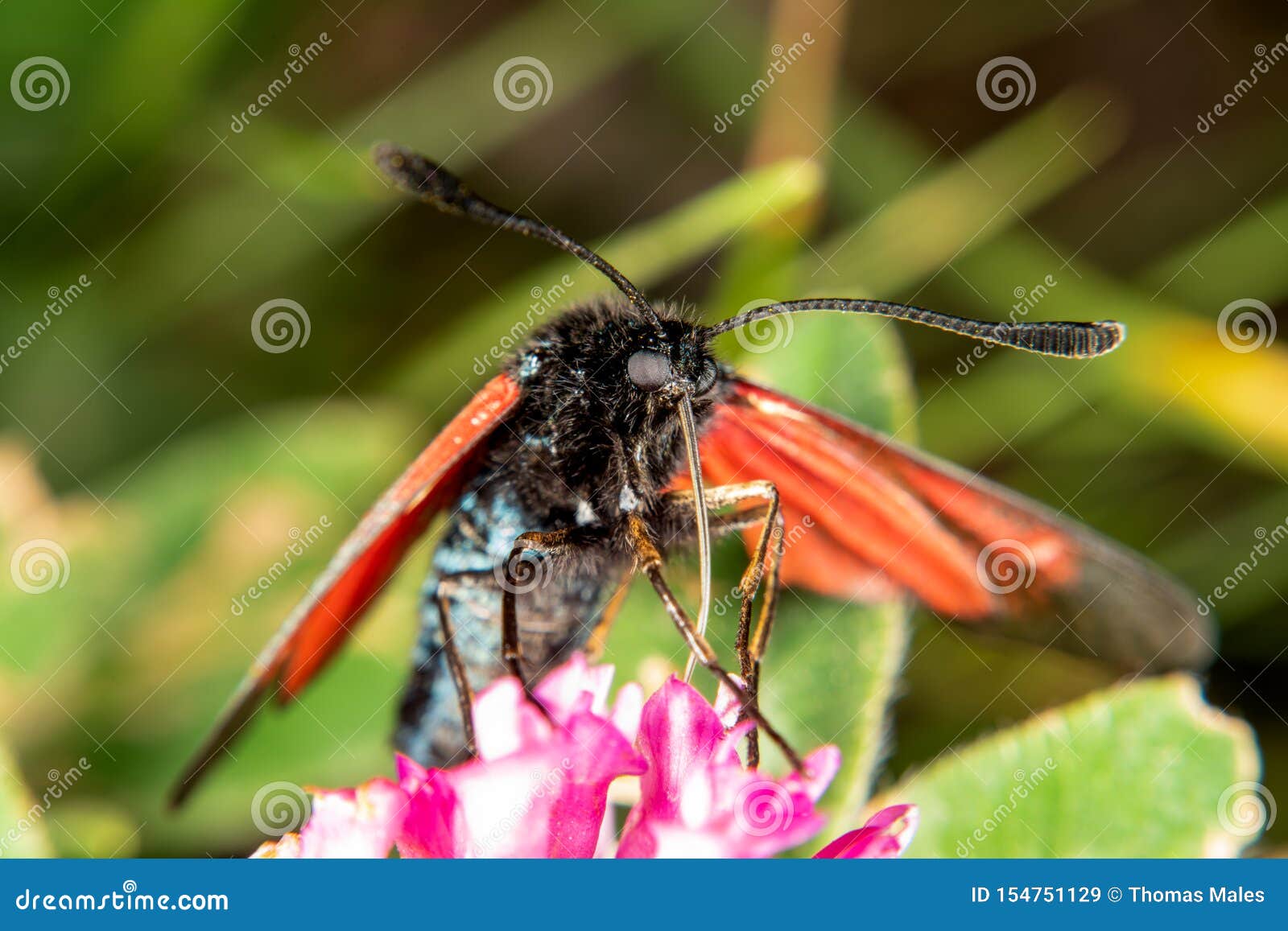 Burnet moth stock image. Image of butterfly, entomology - 154751129